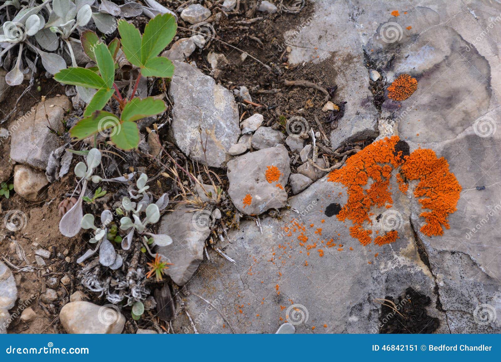 Orange lichen stock image. Image of rocks, trees, scapegoat - 46842151