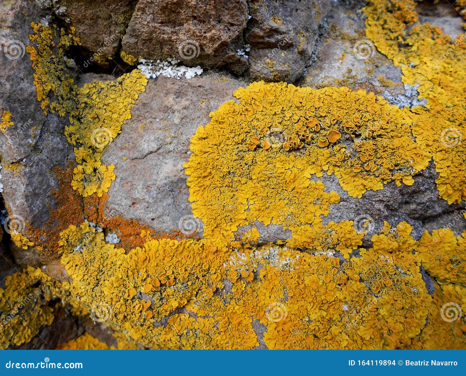 ORANGE LICHEN on the ROCK 2 Stock Photo - Image of graphicresources ...