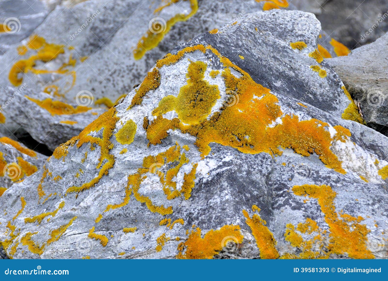 Orange lichen on stone stock image. Image of wall, contrast - 39581393