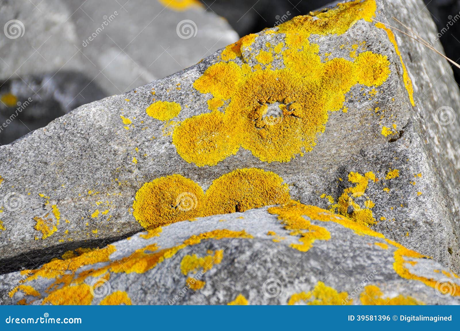 Orange lichen on stone stock photo. Image of outdoor - 39581396