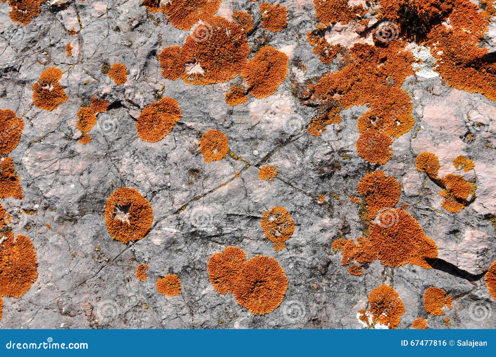 Orange Lichen Texture Pattern Stock Photo - Image of orange, common ...