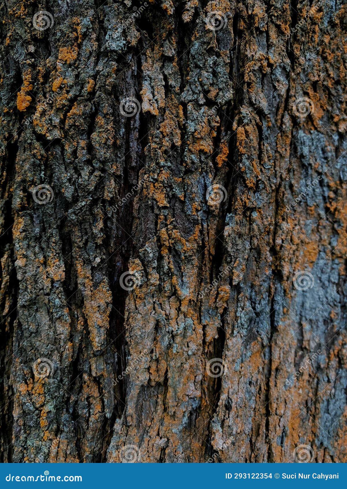 Orange Lichen Texture on the Tree Stock Photo - Image of geology ...