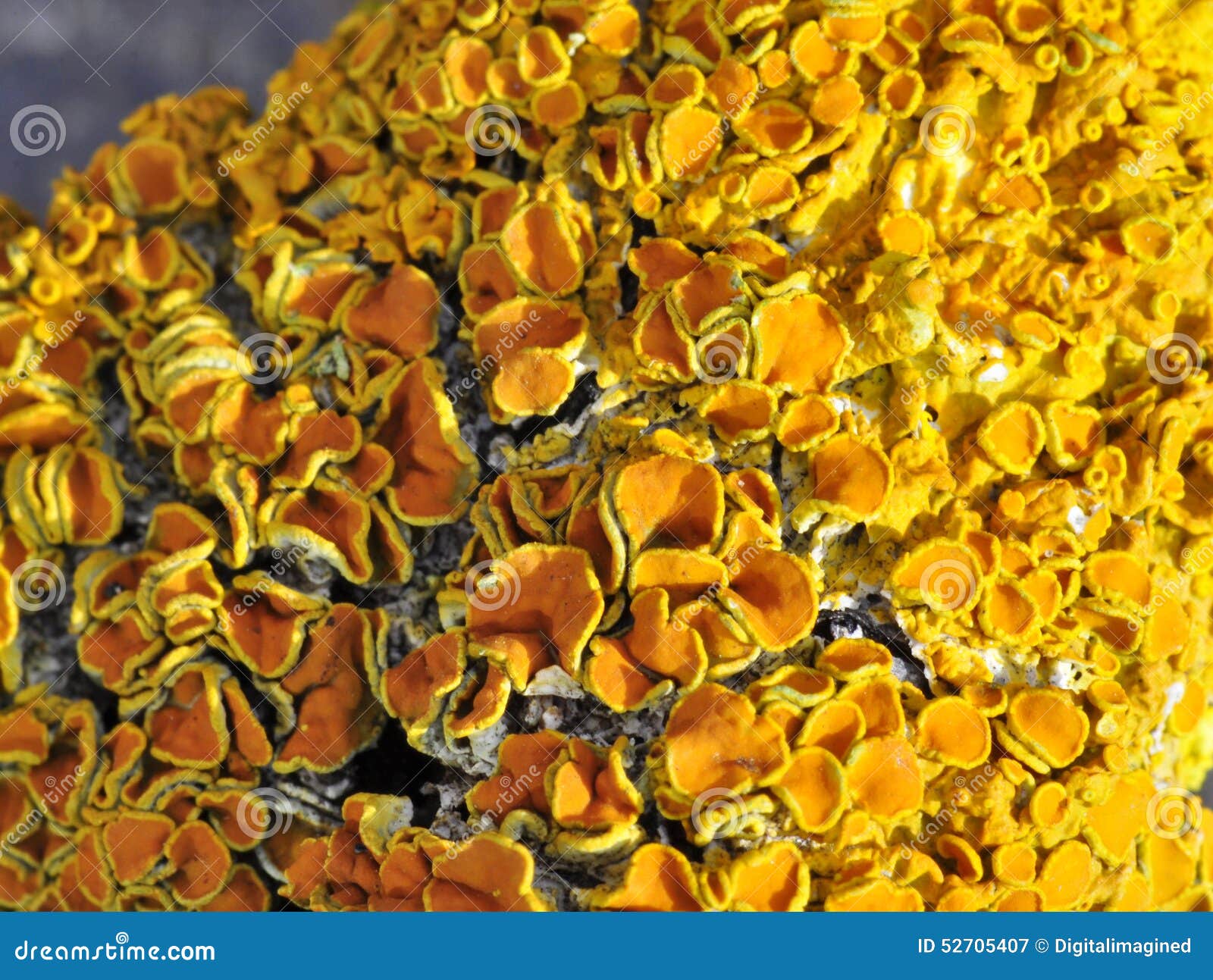 Orange Lichen Xanthoria Polycarpa Stock Image - Image of leafy ...
