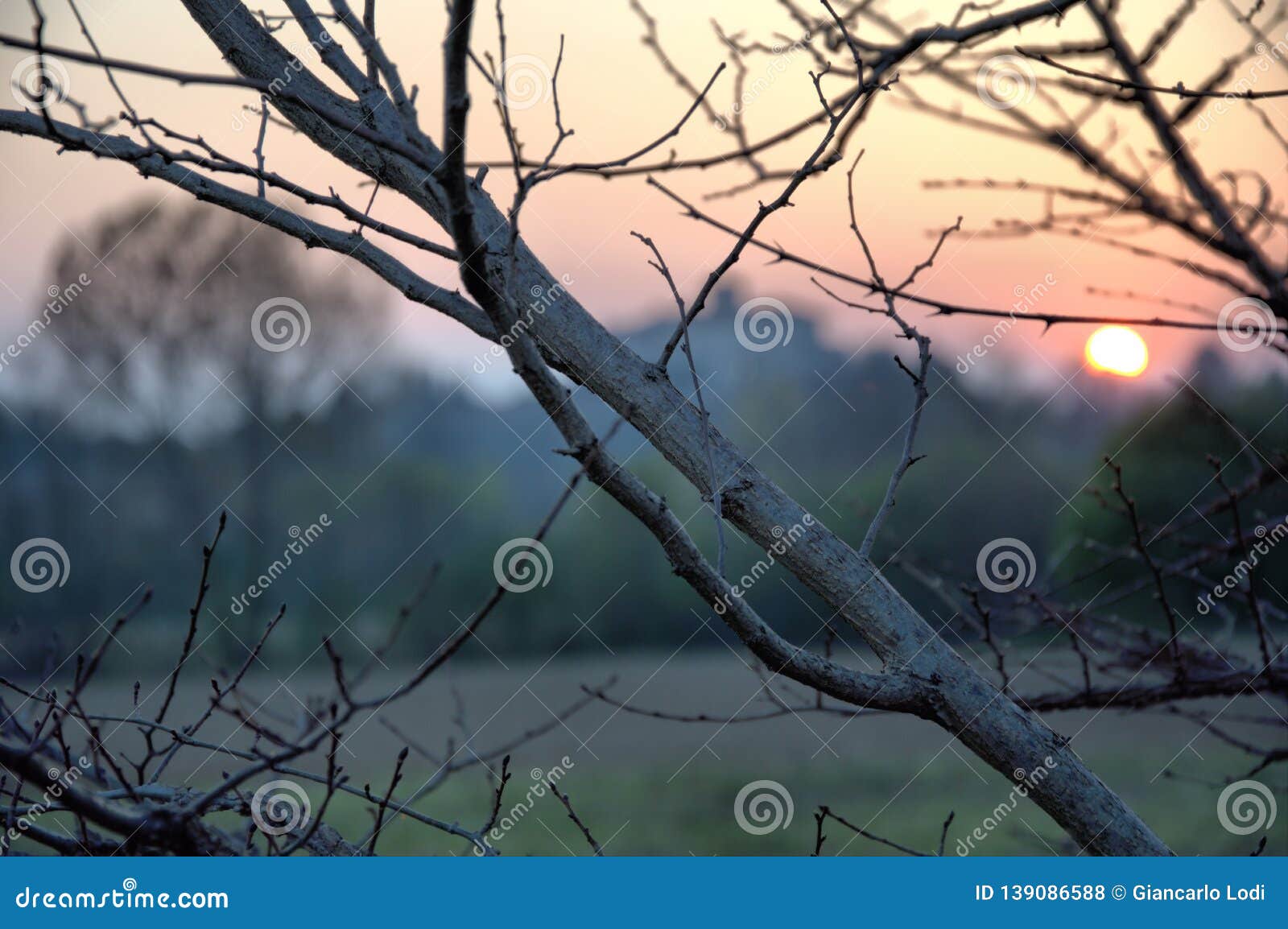 Sunset tree backlight stock photo. Image of sunset, branch - 139086588