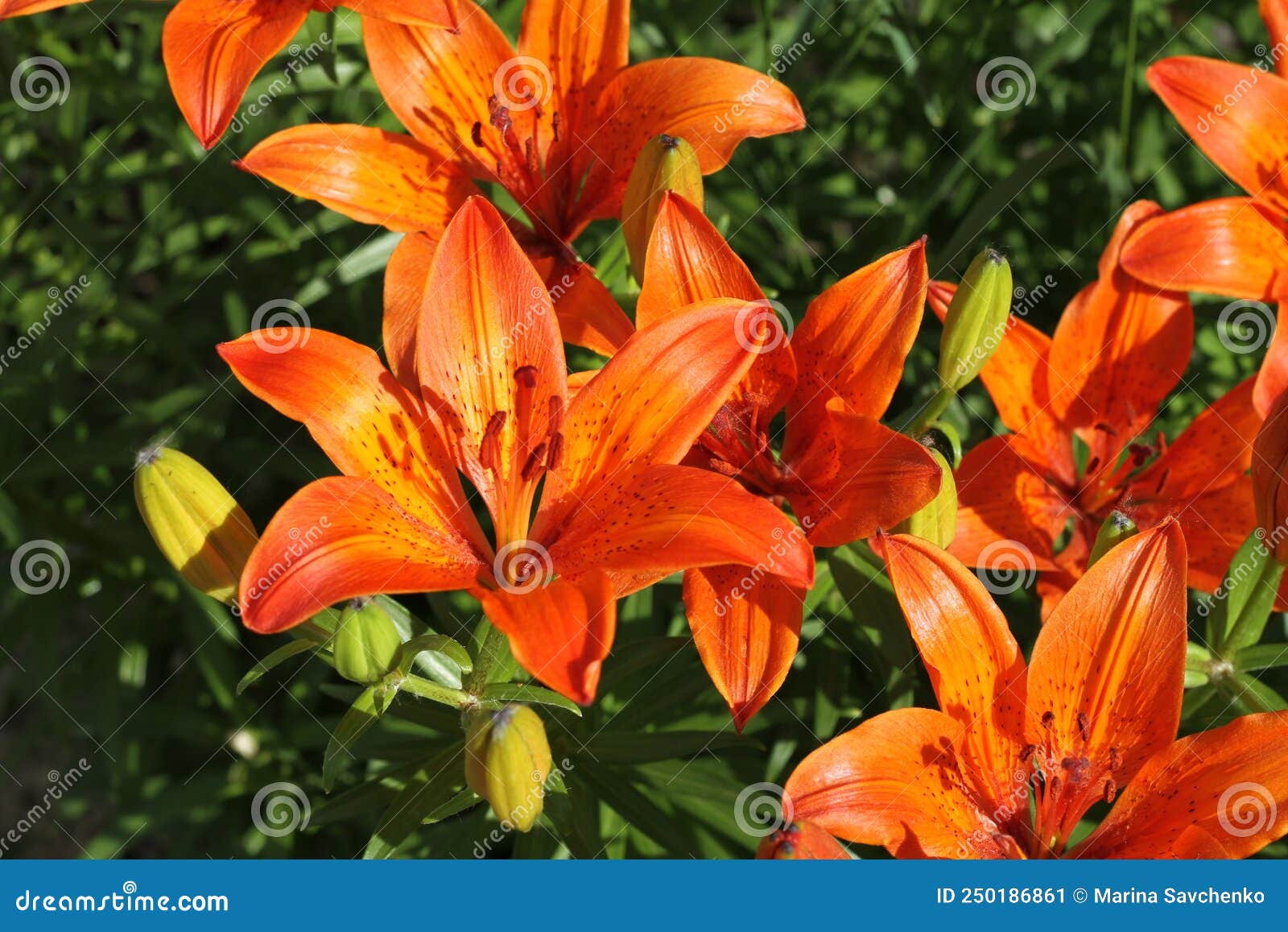 Orange Lilian Flowers in the Garden Stock Image - Image of garden ...