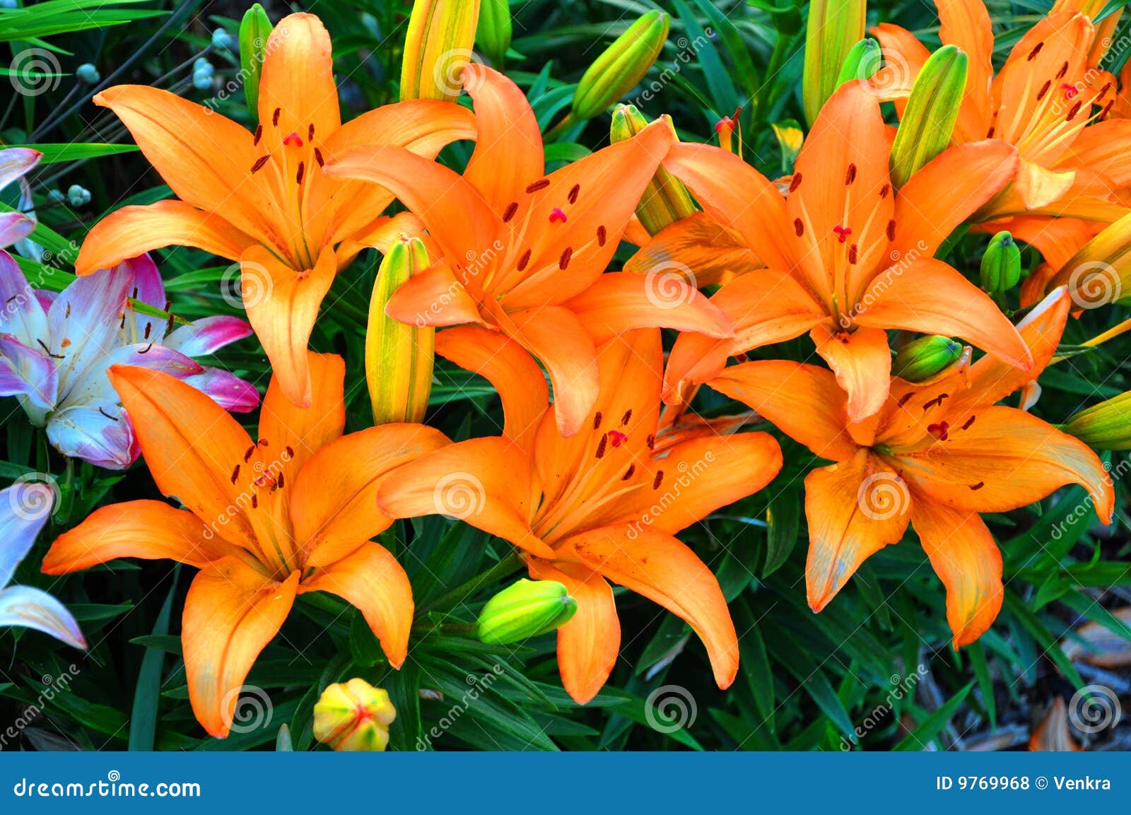 Orange Lilies stock photo. Image of anther, beautiful - 9769968