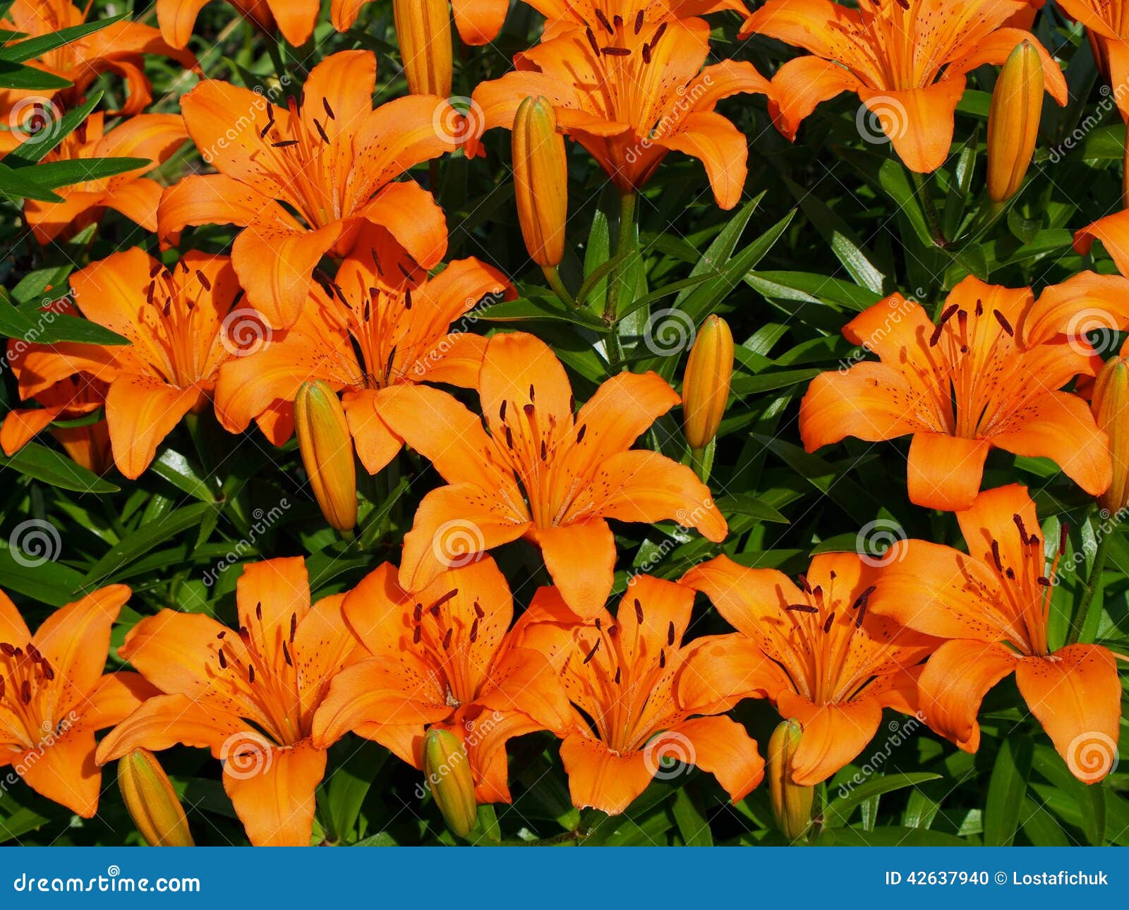 Orange Lilies stock photo. Image of orange, buds, bloom - 42637940