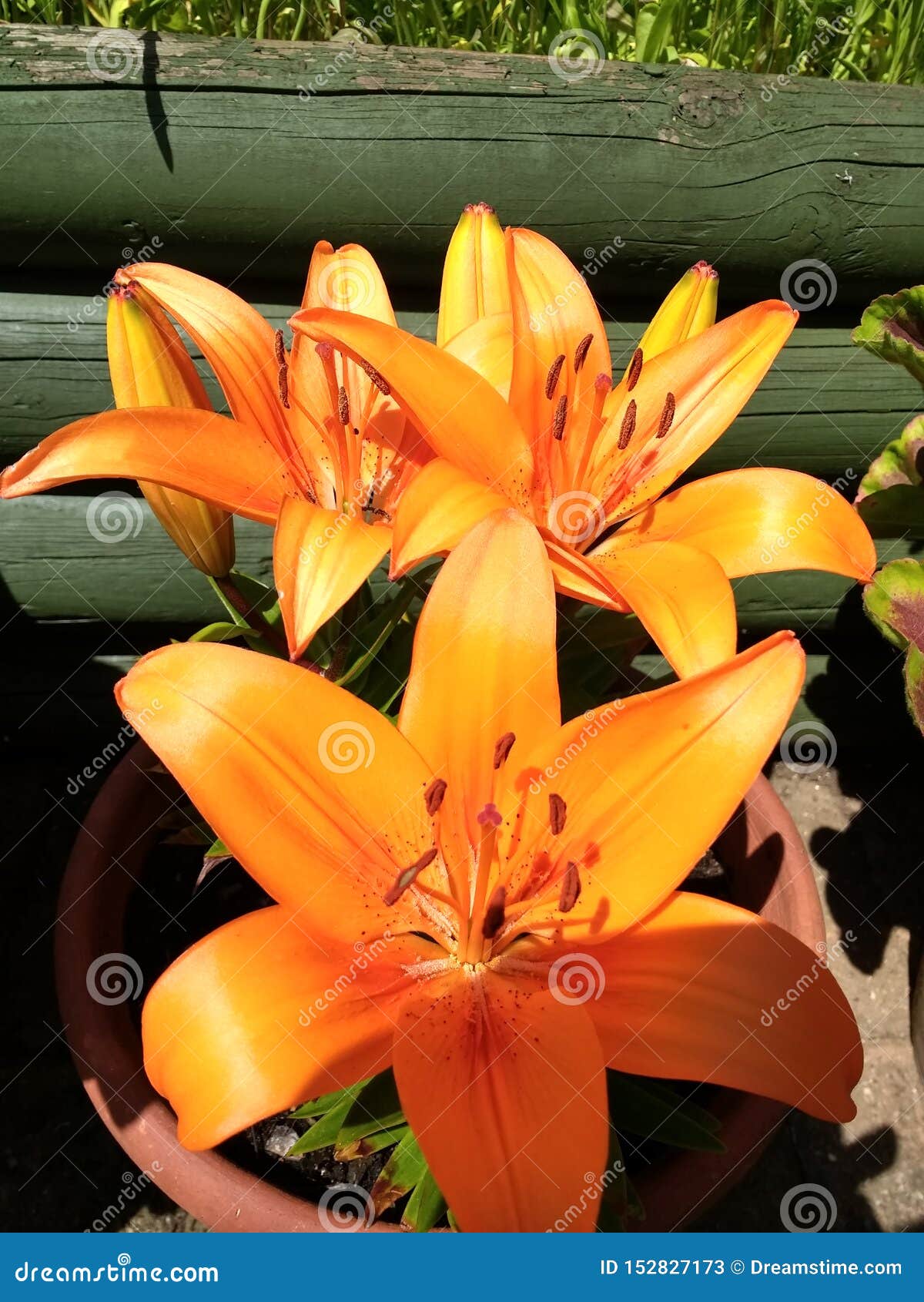 Orange lilies stock image. Image of lilies, garden, orange - 152827173