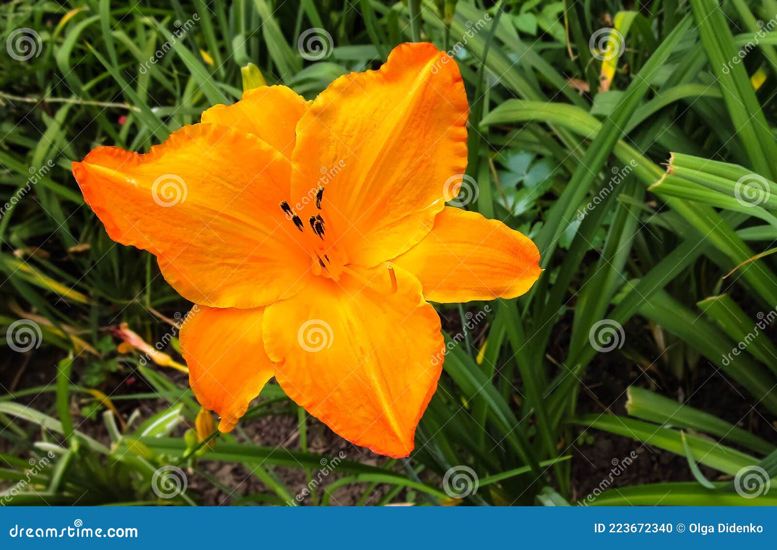 Orange Lilies, Top View on the Background of Grass. Stock Photo - Image ...