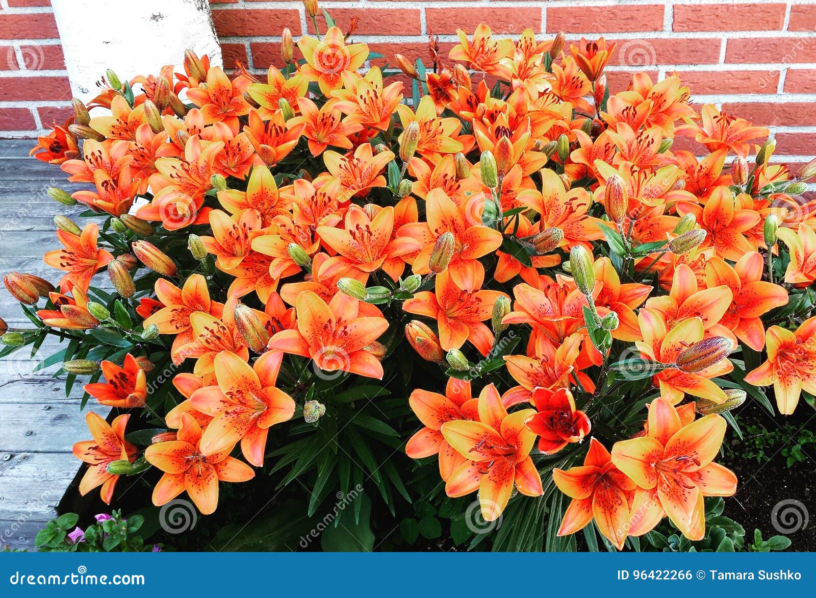 Orange lilly stock photo. Image of lilly, botany, orange - 96422266