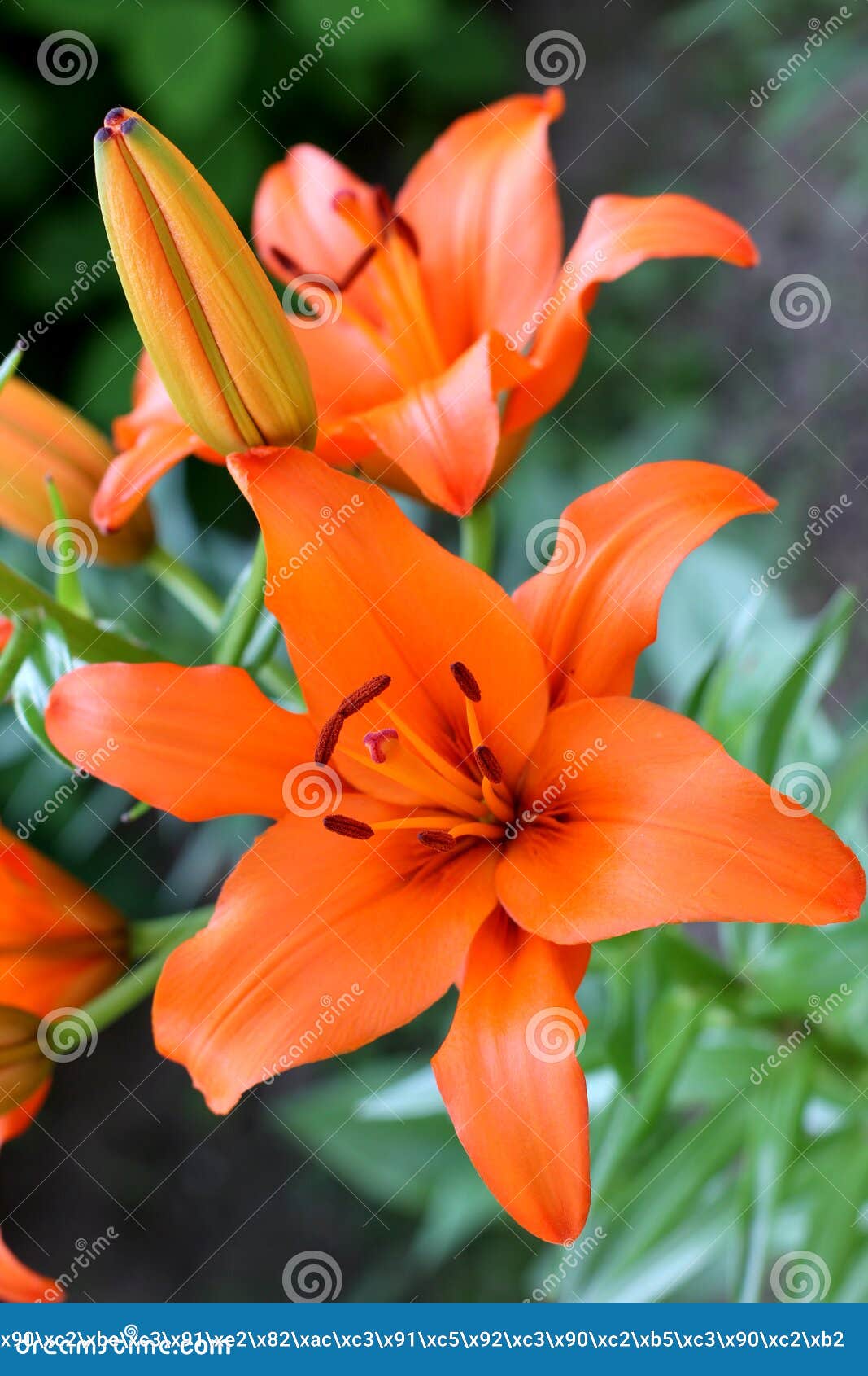 Orange lily stock image. Image of love, stamen, blossom - 20350963