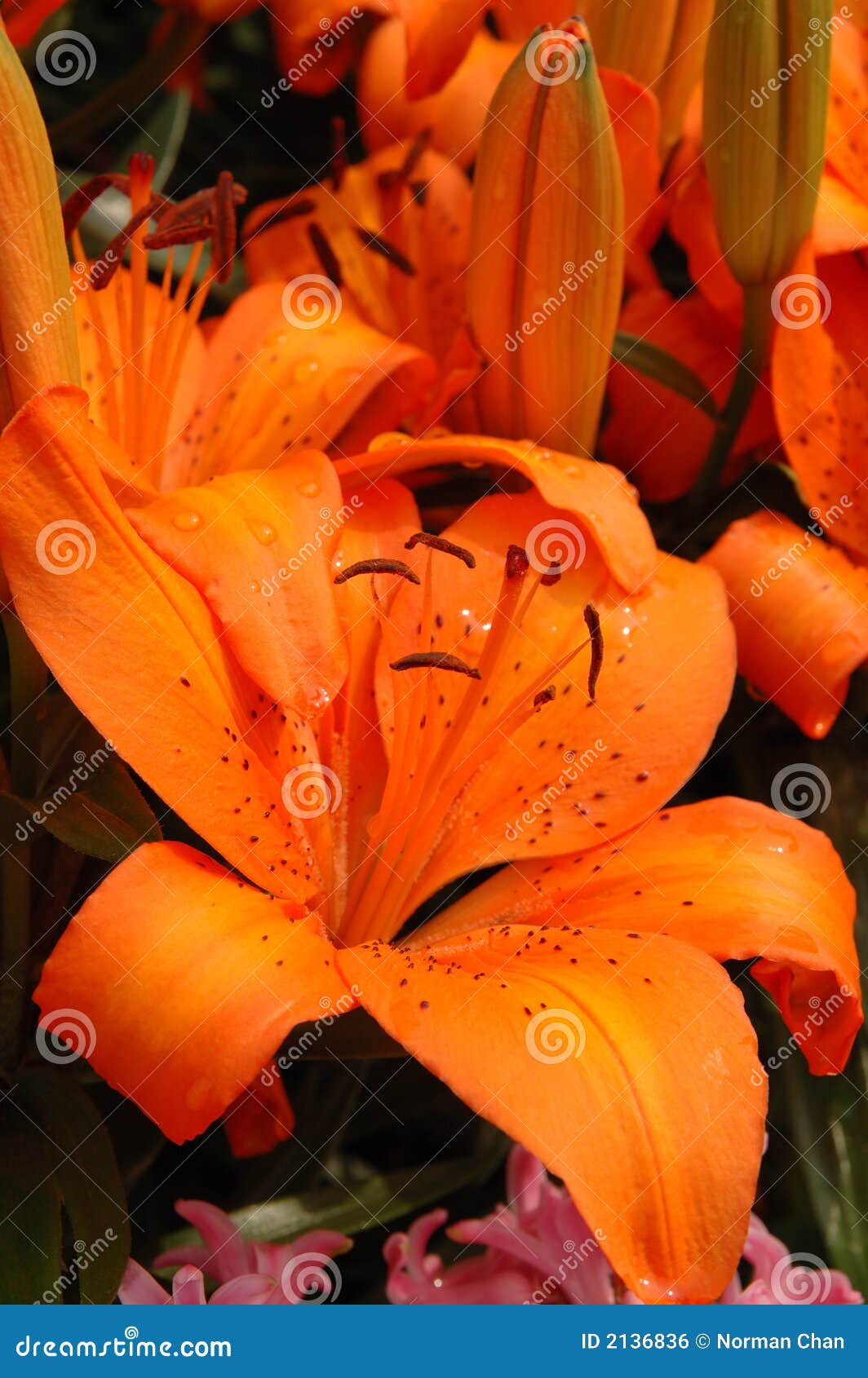 Orange lily stock photo. Image of tiny, close, orange - 2136836