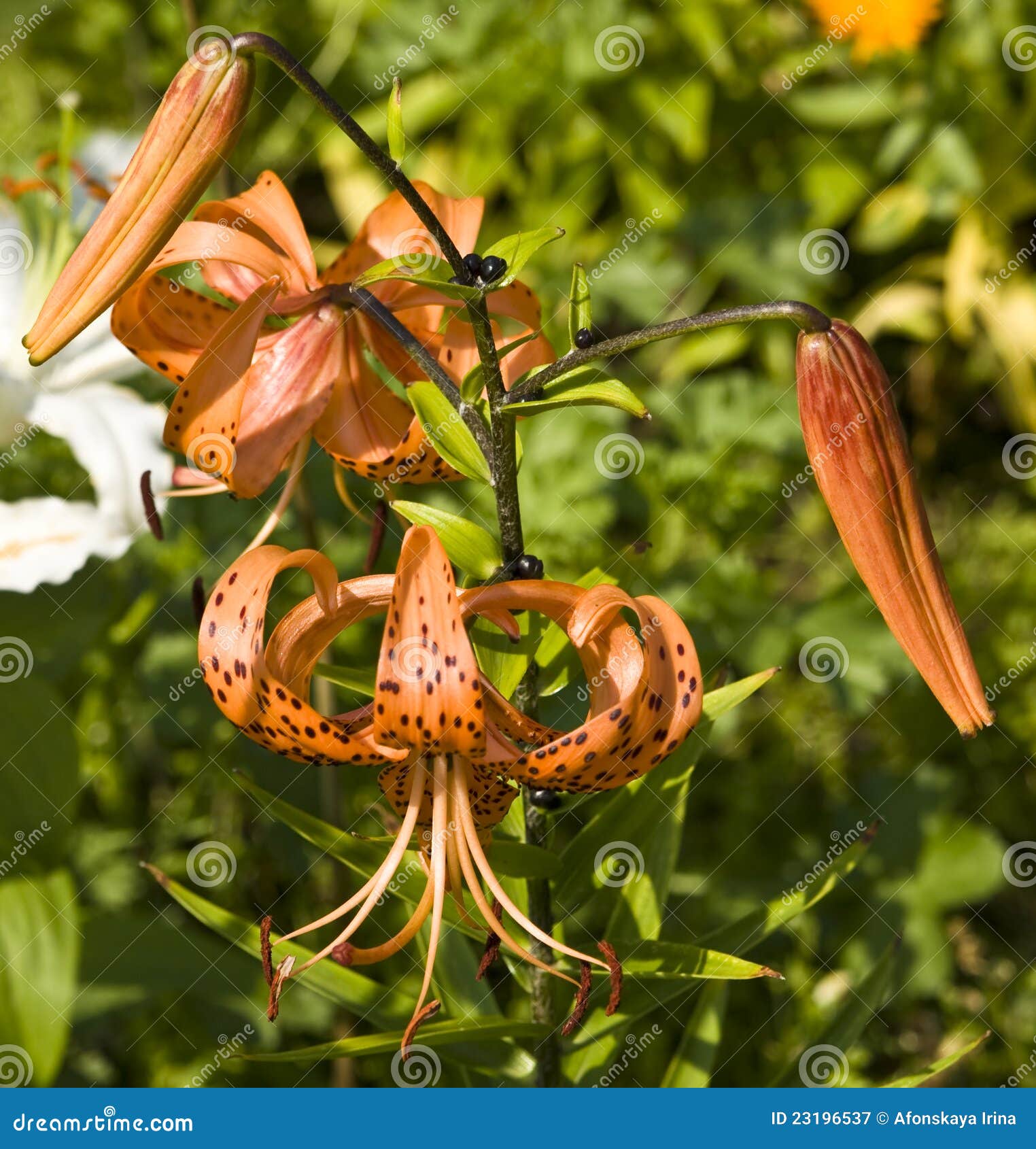 Orange lily stock image. Image of garden, flora, orange - 23196537