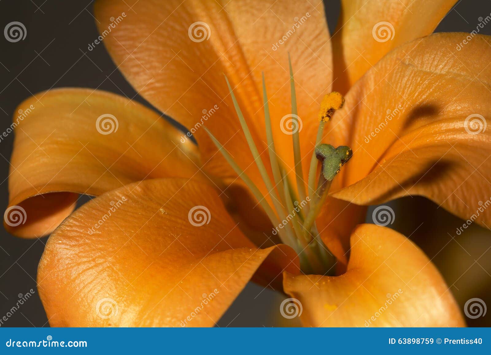 Orange lily bud stock image. Image of lilies, portrait - 63898759