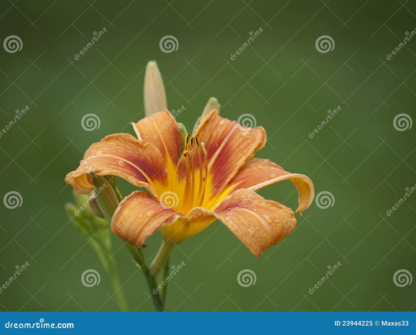 Orange Lily with Dew Drops. Stock Image - Image of freedom, horizontal ...