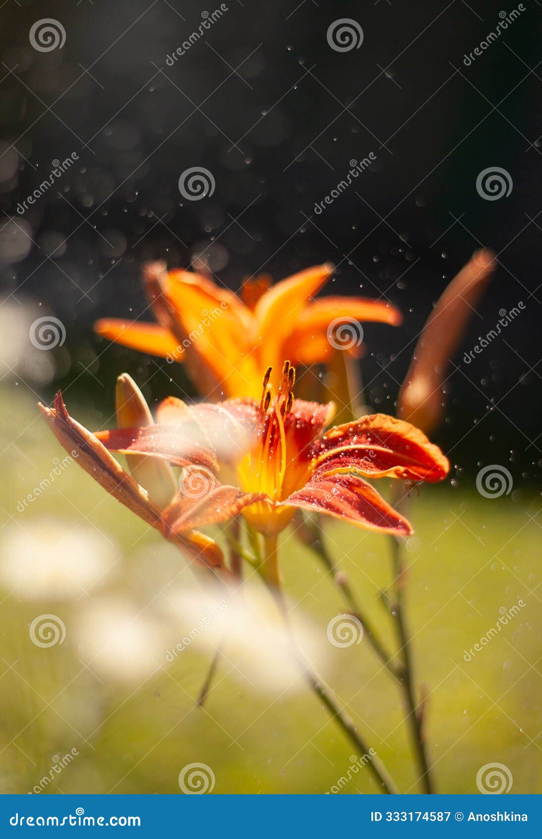 Orange Lily with Dew Drops on the Green Leaves Stock Image - Image of ...