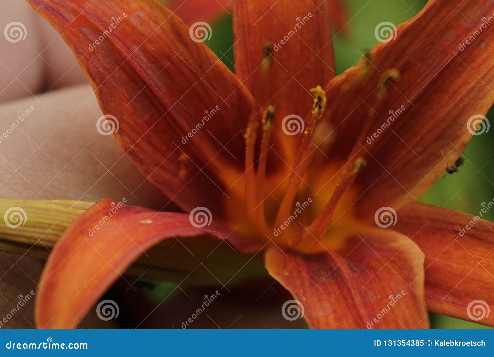 Orange Lily Flowers Bush Close Up in Summer Stock Image - Image of ...
