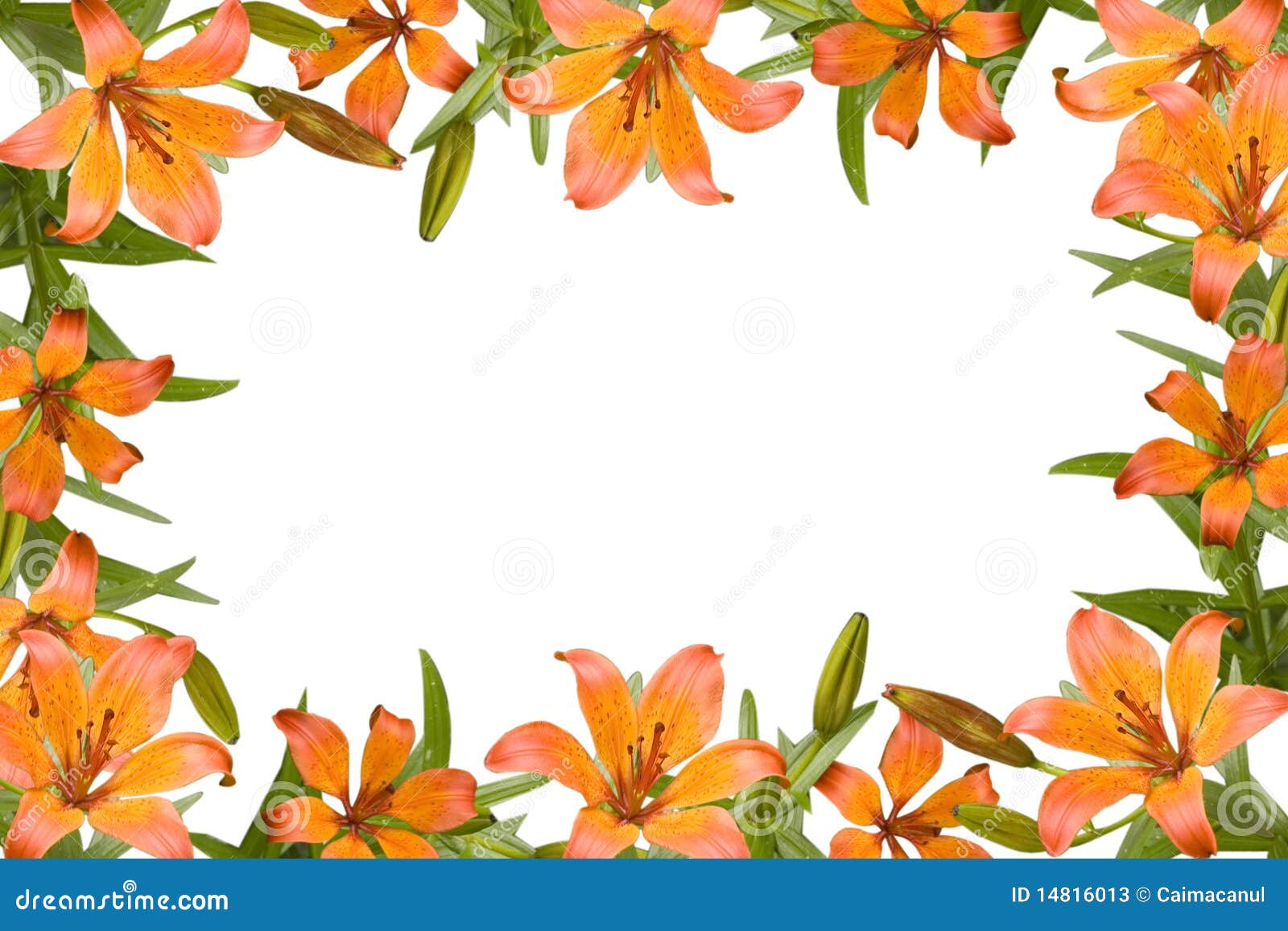 Orange lily frame stock image. Image of frame, aromatherapy - 14816013