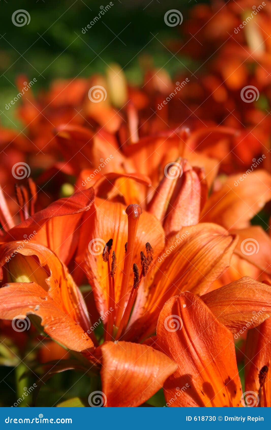 Orange lily (lilly) stock photo. Image of gift, lily, garden - 618730