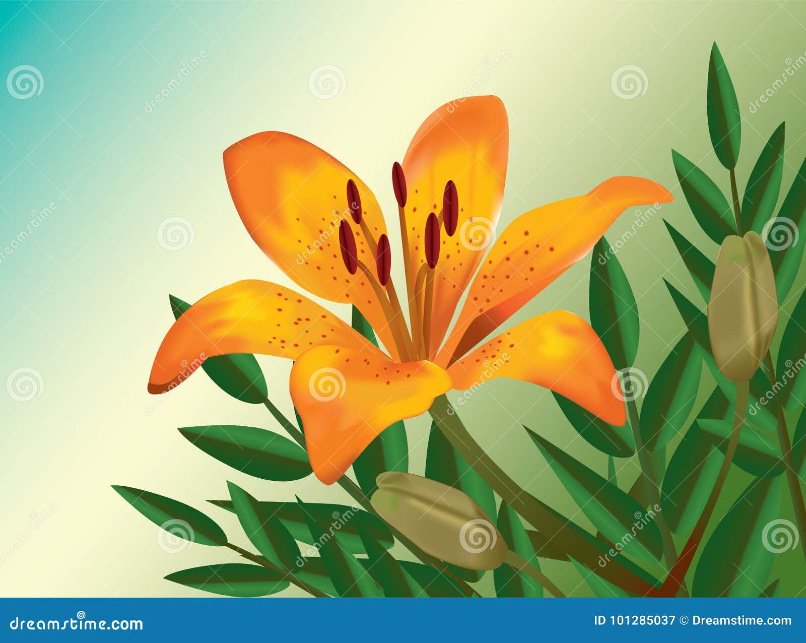 Orange Lily Realistic Flower Illustration Stock Vector - Illustration ...