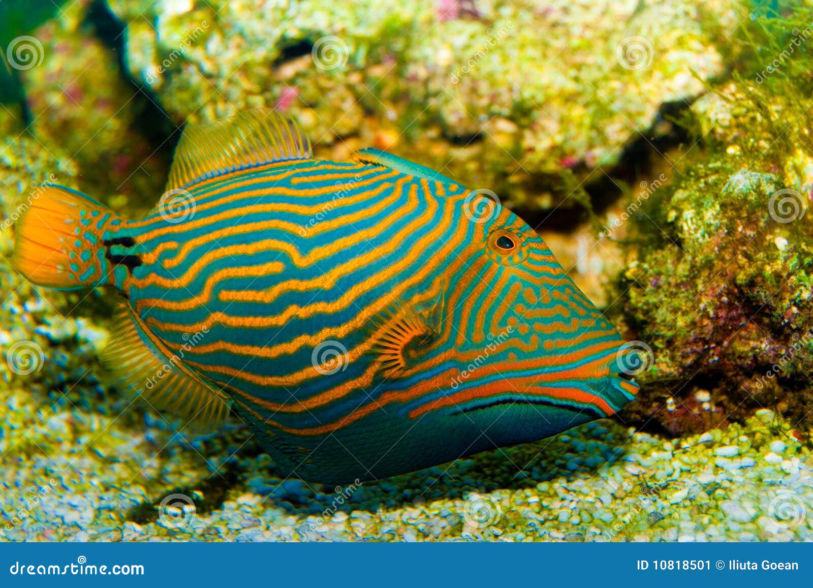 Orange Green Triggerfish