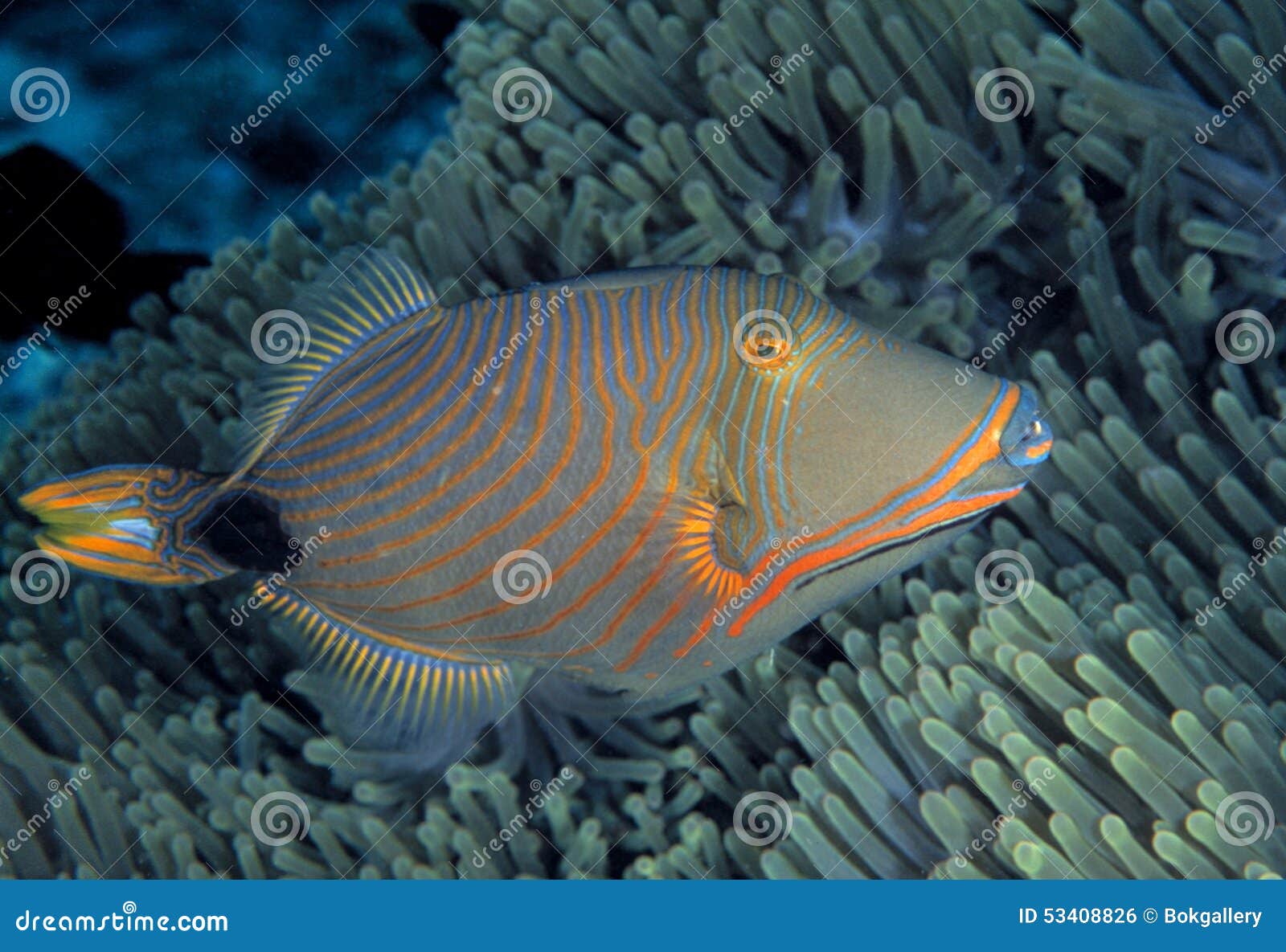 Orange-lined Triggerfish, Sipadan Island, Sabah Stock Photo - Image of ...
