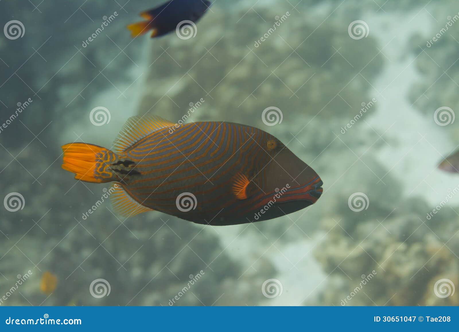 Orange Lined Triggerfish at Surin Island Stock Image - Image of ...