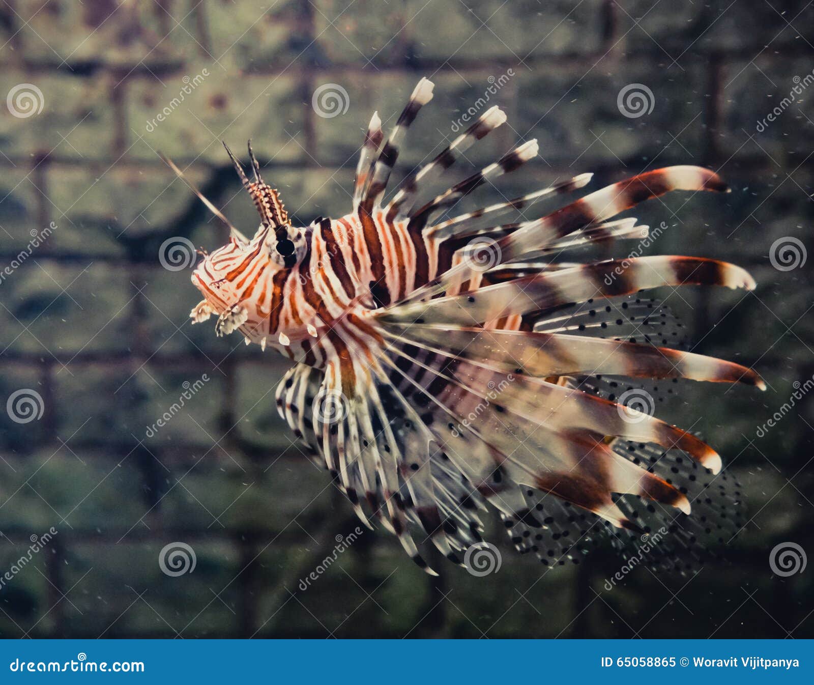 Orange Lionfish swiming stock image. Image of dangerous - 65058865
