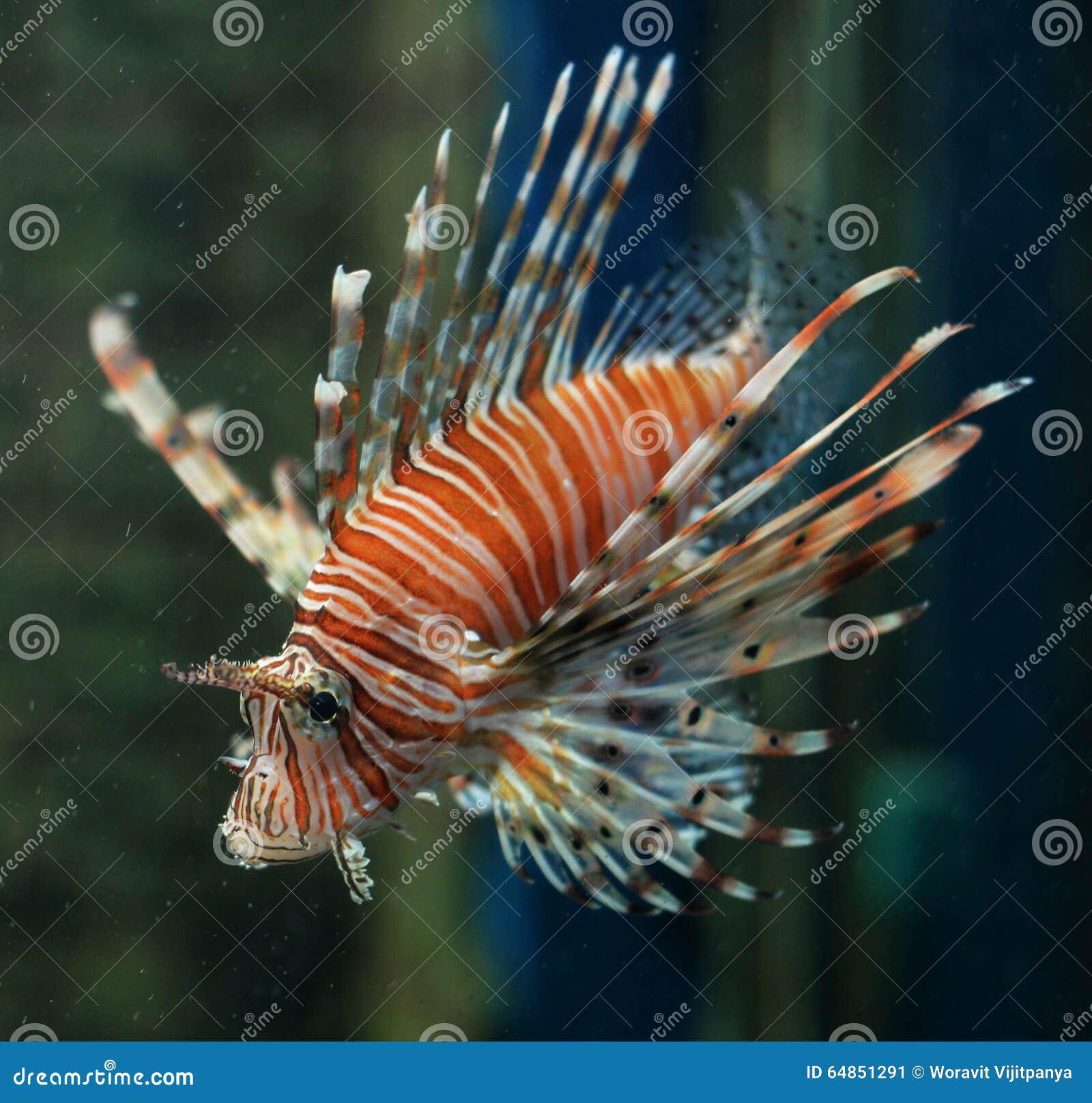 Orange Lionfish stock image. Image of background, dangerous - 64851291