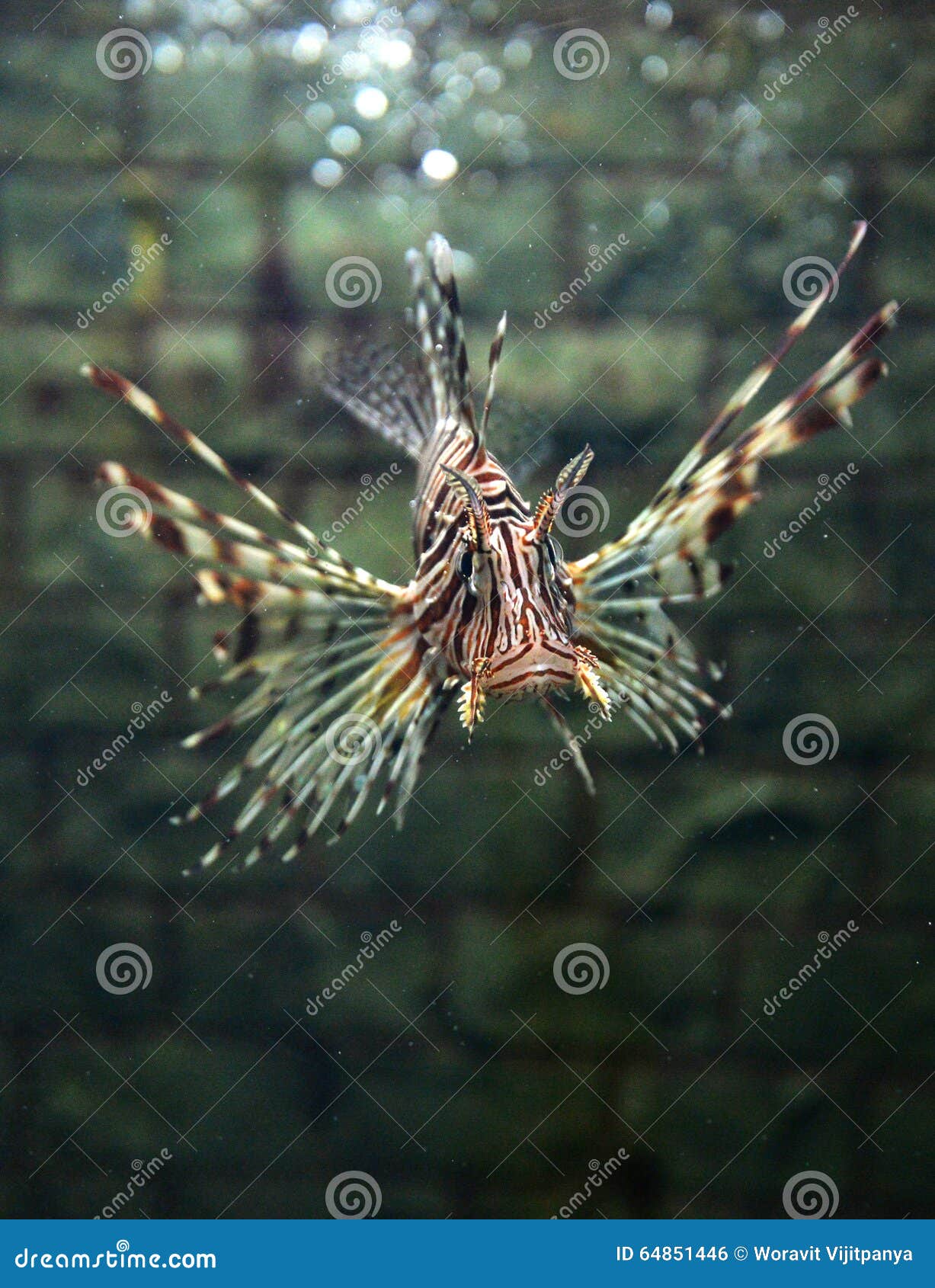 Orange Lionfish stock photo. Image of environment, dark - 64851446