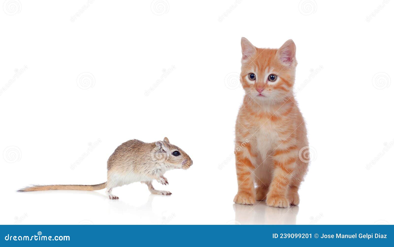 Orange Little Cat Looking at a Mouse Stock Image - Image of discovery ...