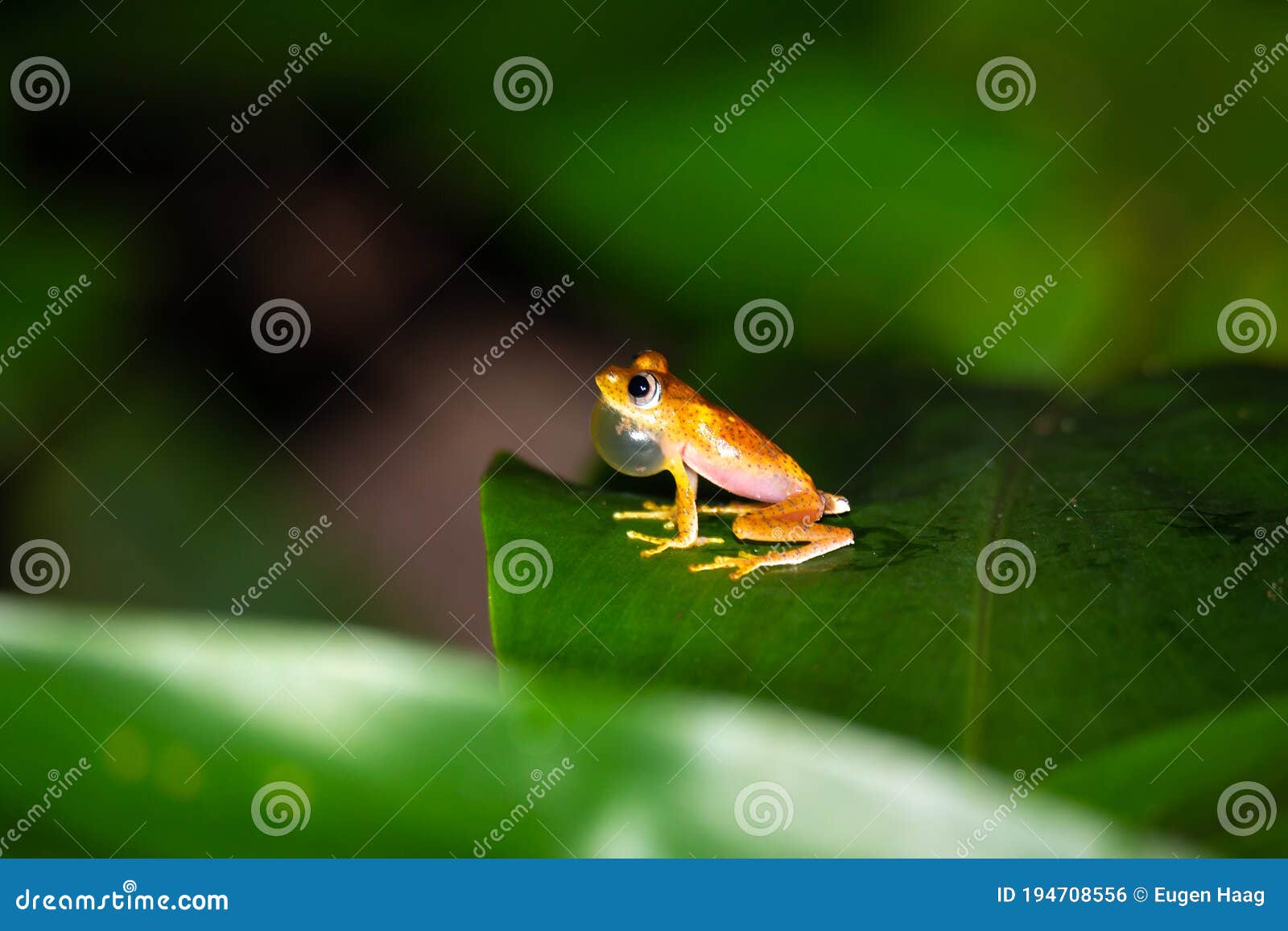 An Orange Little Frog on a Green Leaf in Madagascar Stock Photo - Image ...