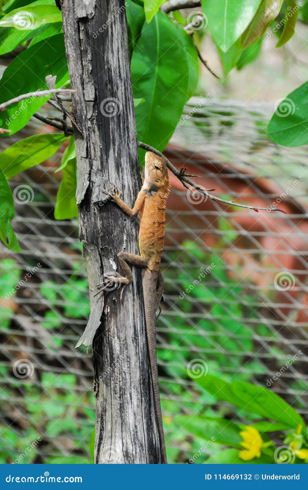 Orange Lizard stock photo. Image of canopy, garden, closeup - 114669132