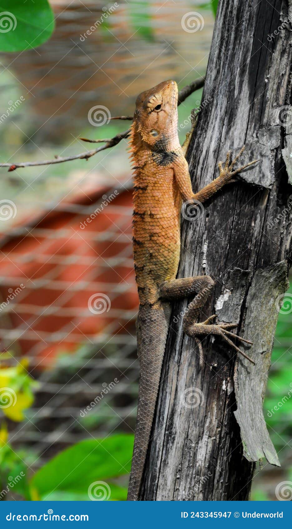 Orange Lizard stock image. Image of color, blue, closeup - 243345947