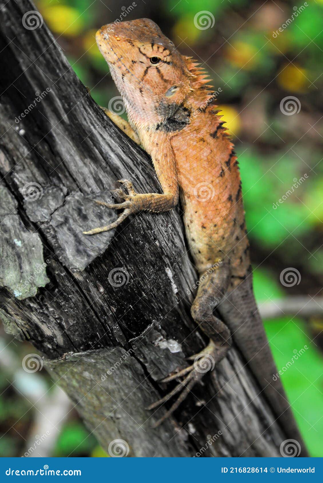 Orange Lizard stock photo. Image of asia, reptile, green - 216828614