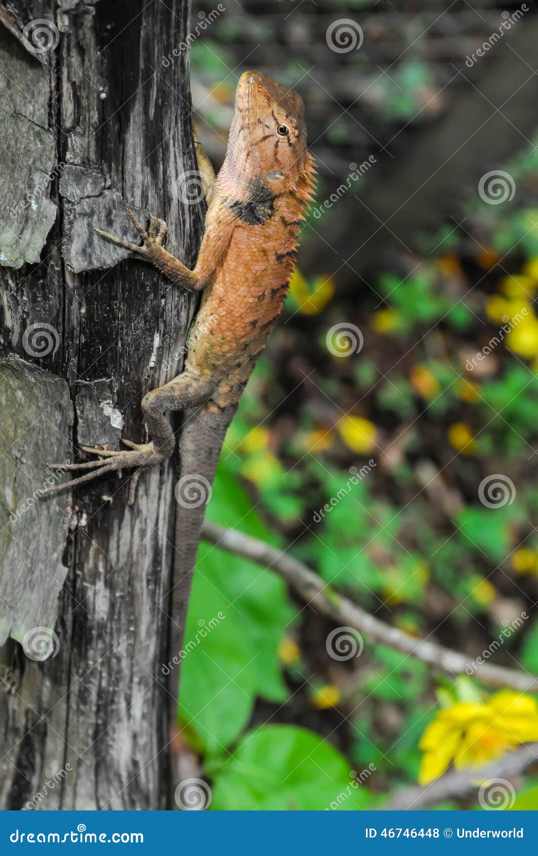 Orange Lizard stock photo. Image of asian, nature, looking - 46746448
