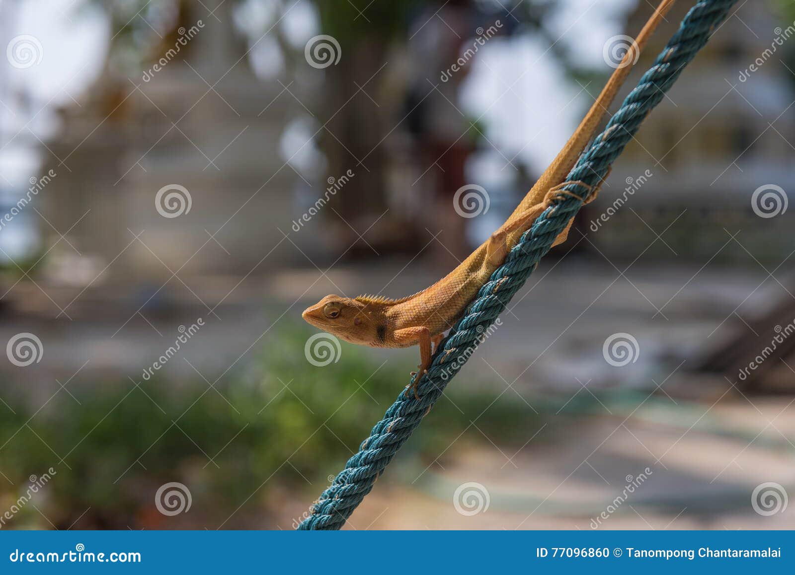 Orange lizard on the rope stock photo. Image of horizontal - 77096860