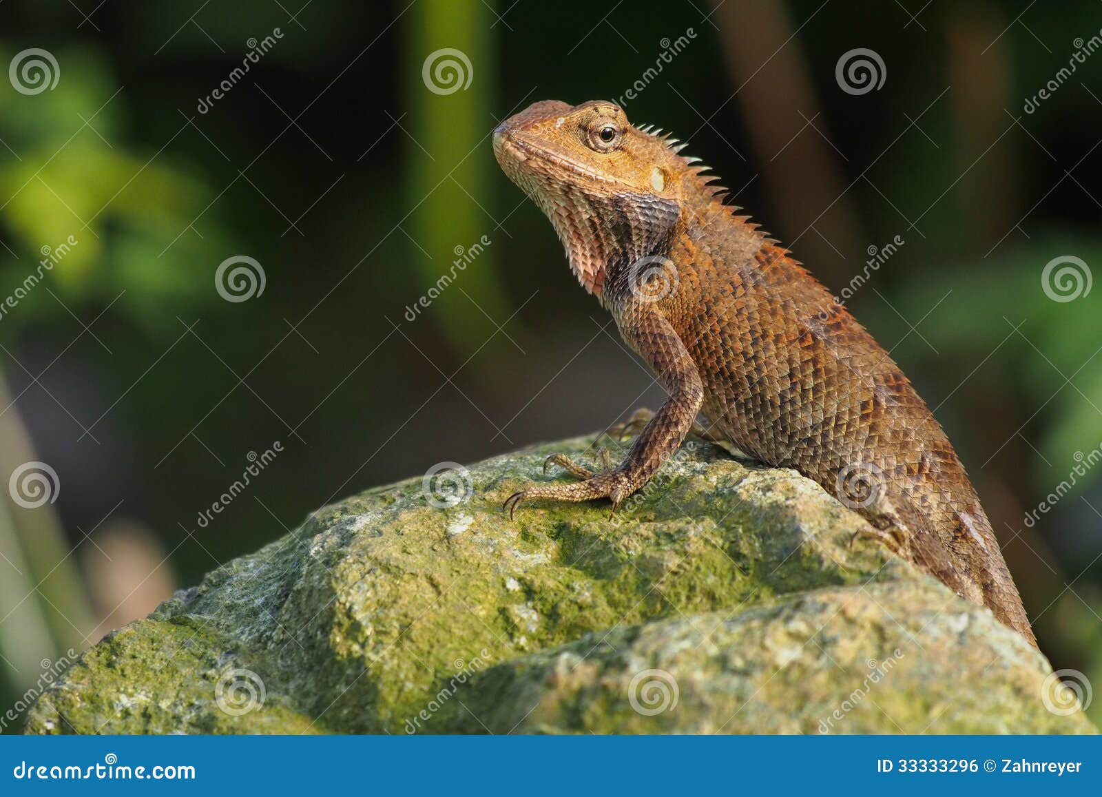 Orange lizard stock photo. Image of scales, orange, rock - 33333296