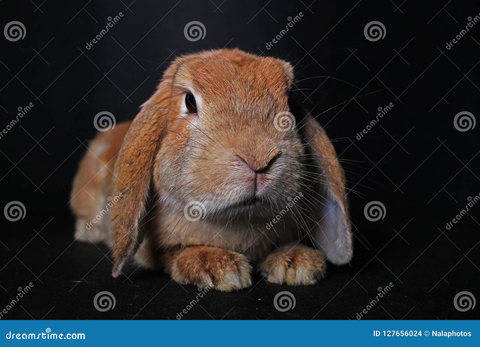 Orange Lop Rabbit on Black Isolated Studio Background Stock Photo ...