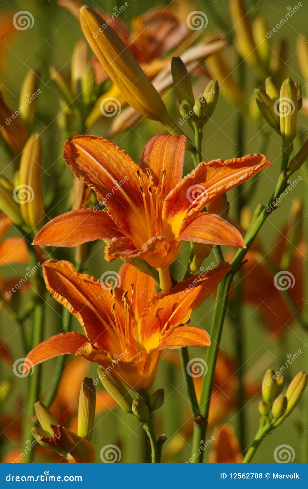 Orange magic stock photo. Image of lily, blossom, flower - 12562708