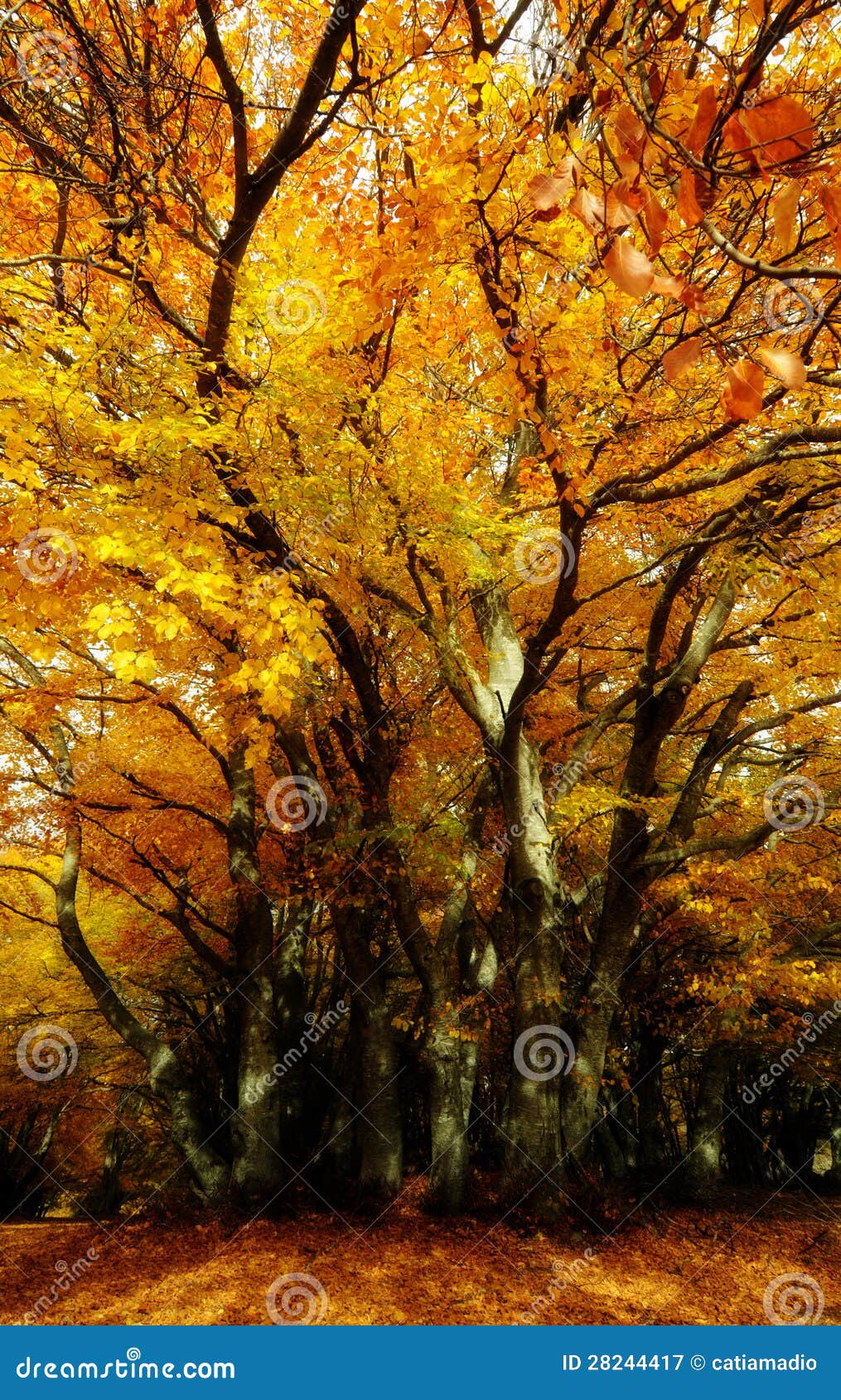 Orange magic tree stock image. Image of colors, fall - 28244417