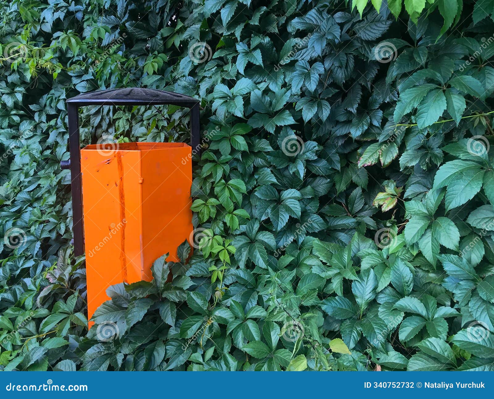 Orange Mail Trash Box on a Green Ivy Wall in the Garden Stock Photo ...