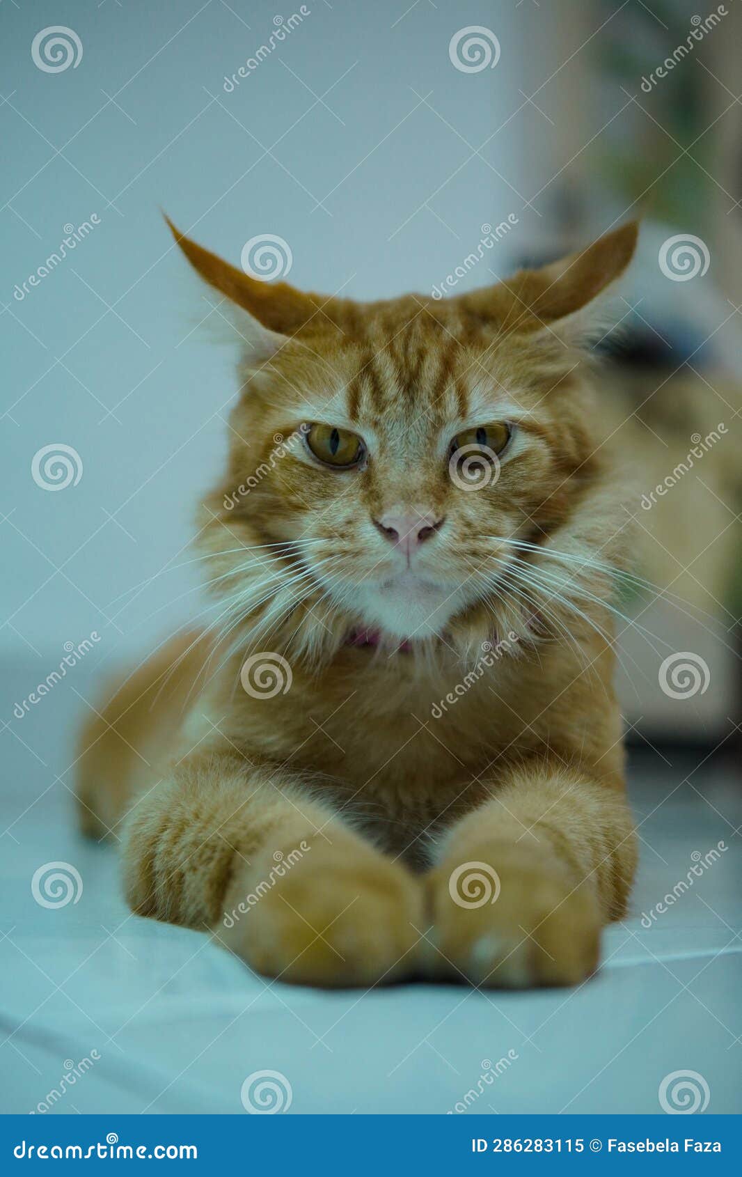 Orange Maincoon Cat Sitting and Focusing Stock Image - Image of ...