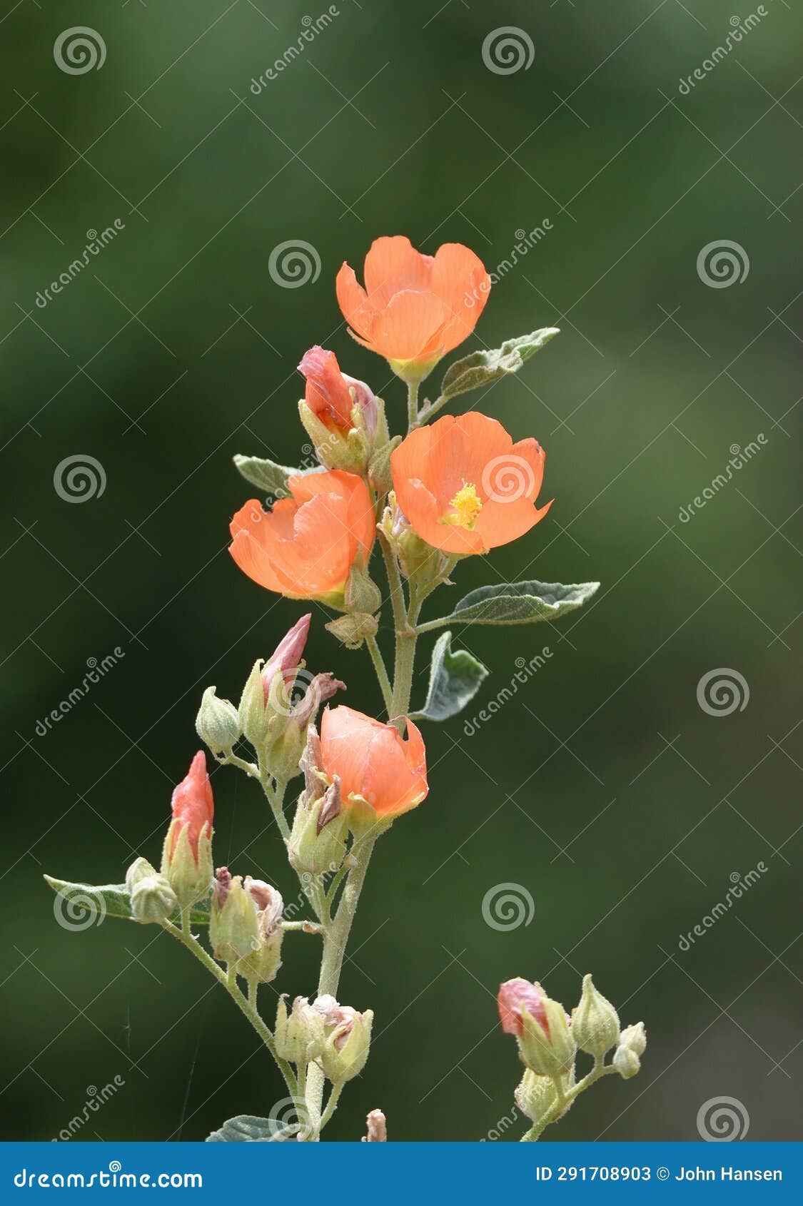 Orange mallow bloom stock image. Image of rose, wildflower - 291708903