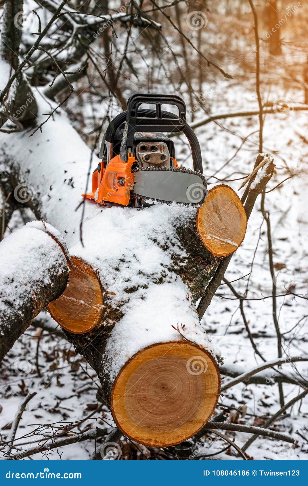 Manual Chainsaw. Man Hands, Saws A Tree In The Woods In Winter A ...