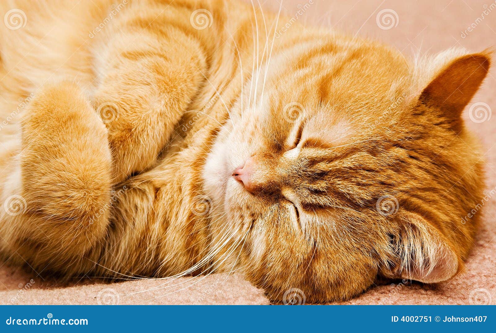 Orange manx cat - stock image. Image of kitten, color - 4002751