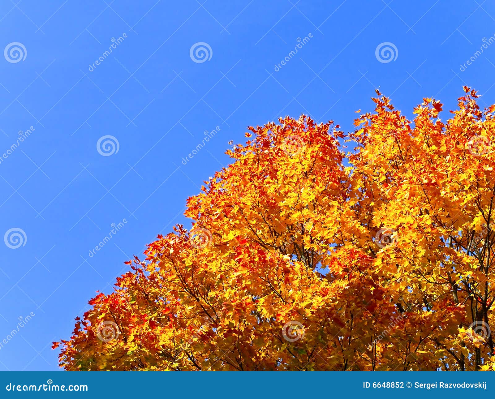 Orange maple stock photo. Image of pretty, maple, orange - 6648852