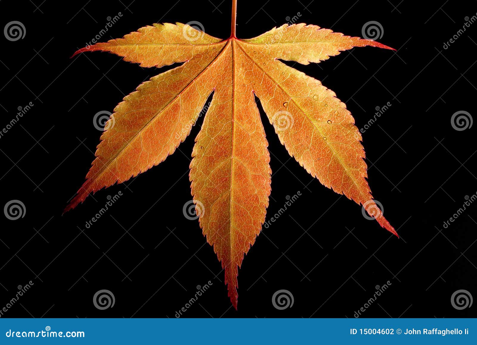 Orange Maple Leaf stock photo. Image of leaf, macro, background - 15004602
