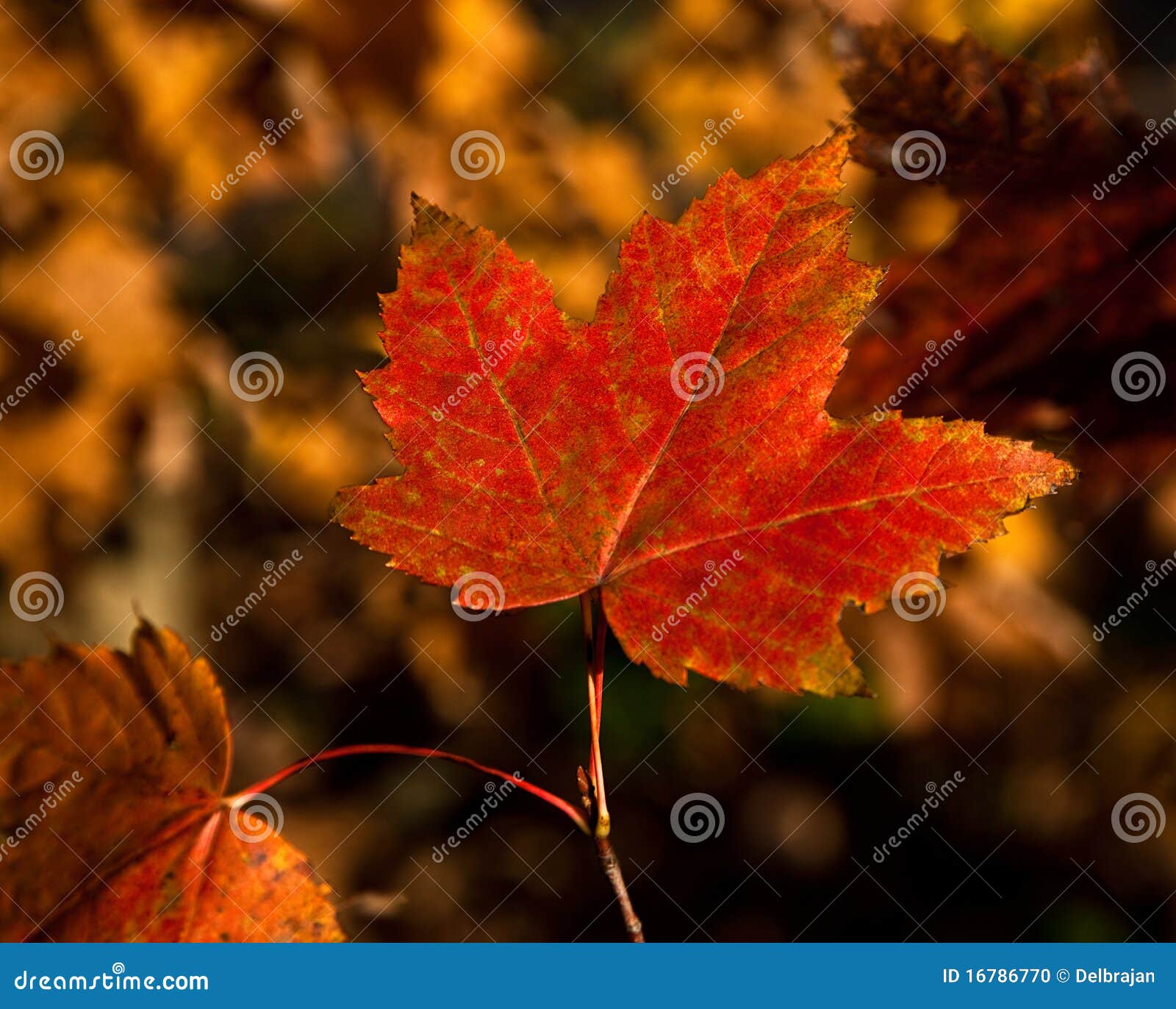 Orange Maple Leaf stock photo. Image of northeast, fall - 16786770