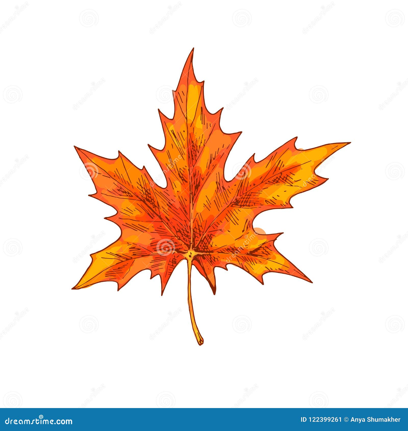 Orange Maple Leaf Isolated on a White Background. Autumn Element for ...